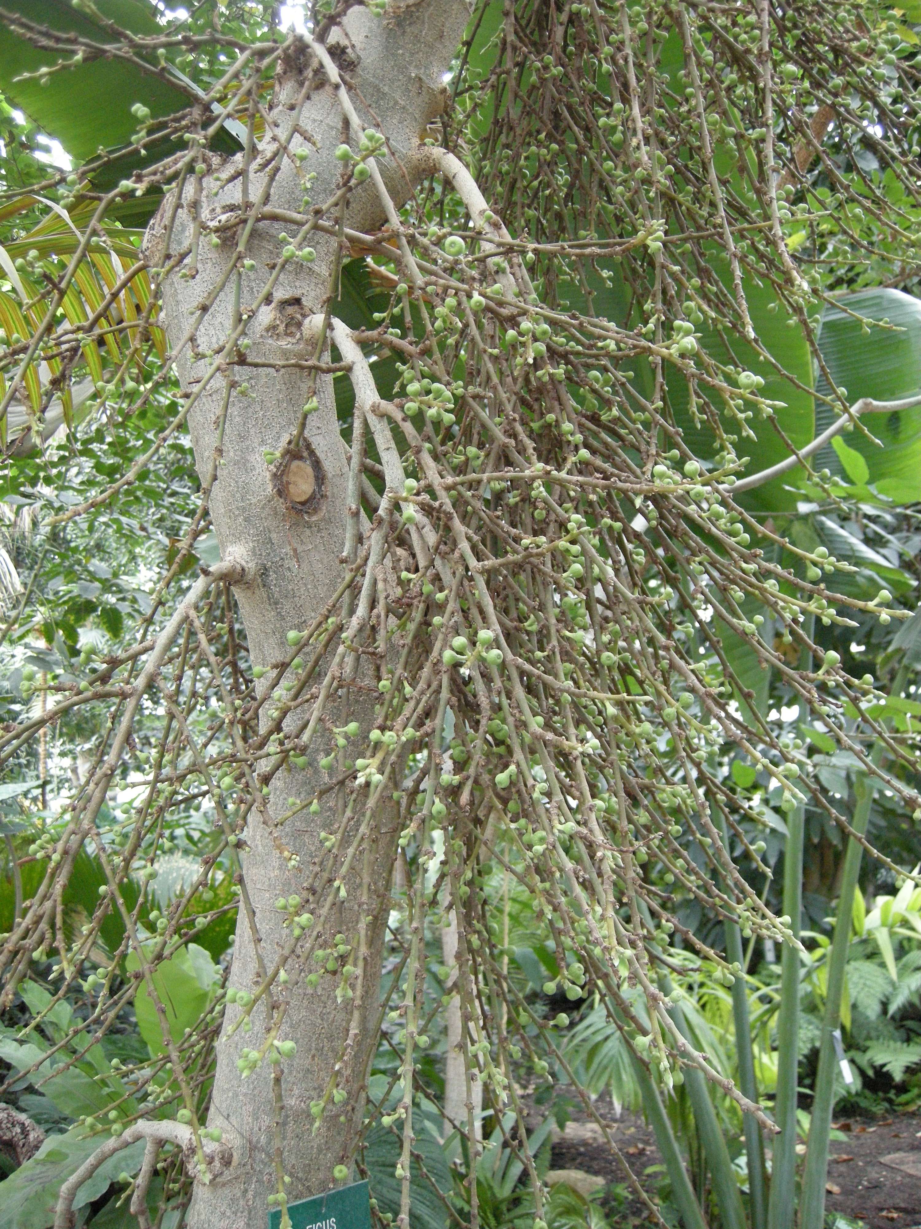 Sysbio Base De Données De Systématique Ficus Capensis Figuier